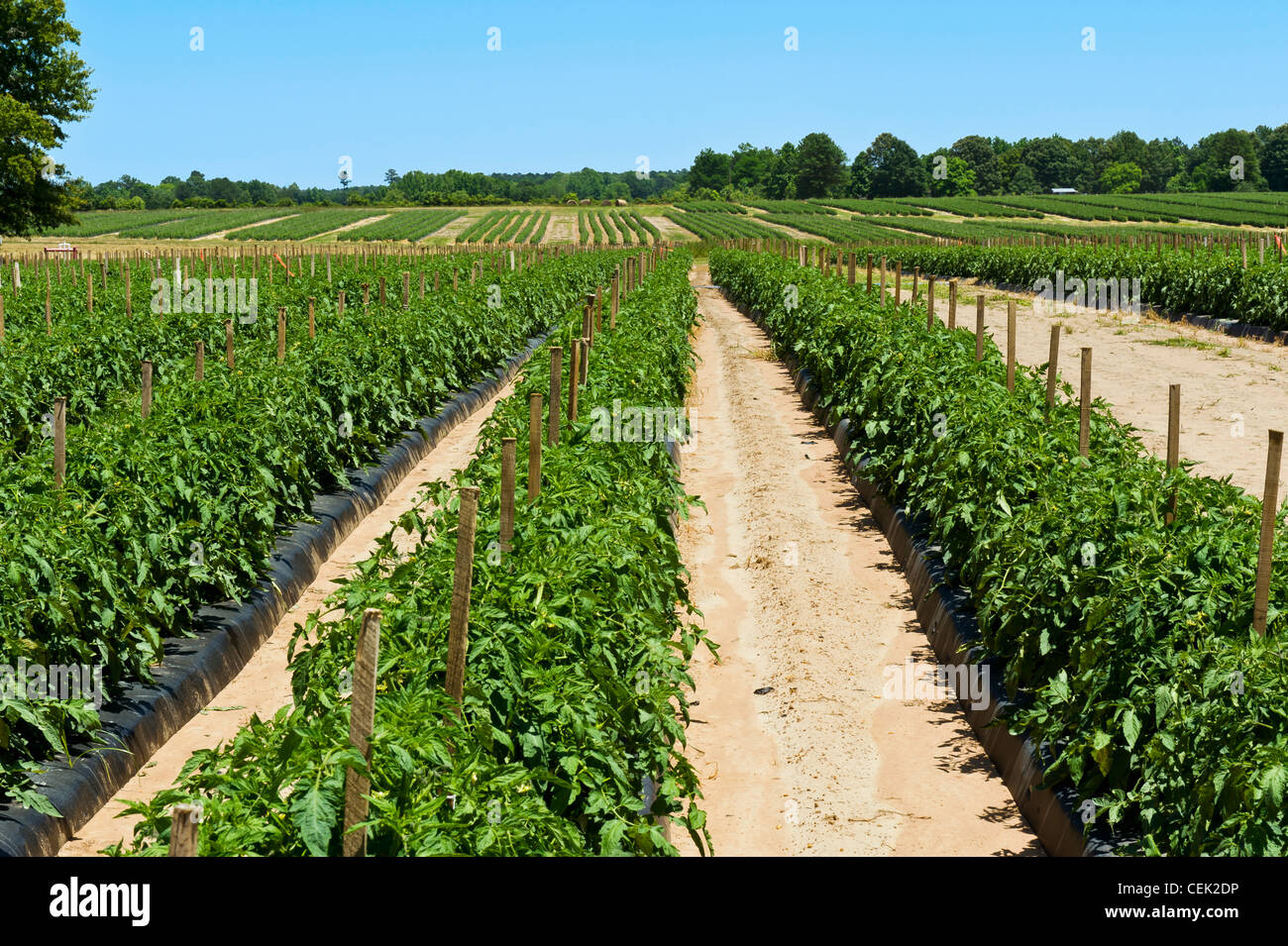 Agriculture - Large field of mulched, irrigated and staked fresh market ...