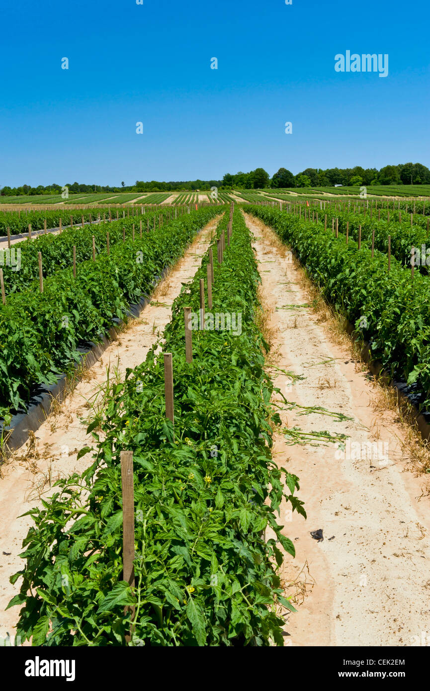 Agriculture - Large field of mulched, irrigated and staked fresh market ...