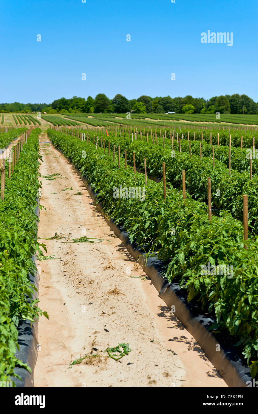 Agriculture - Large field of mulched, irrigated and staked fresh market ...