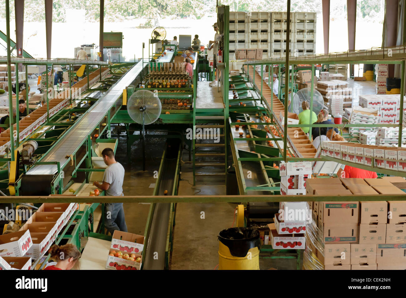 Worker fruit packing hi-res stock photography and images - Alamy