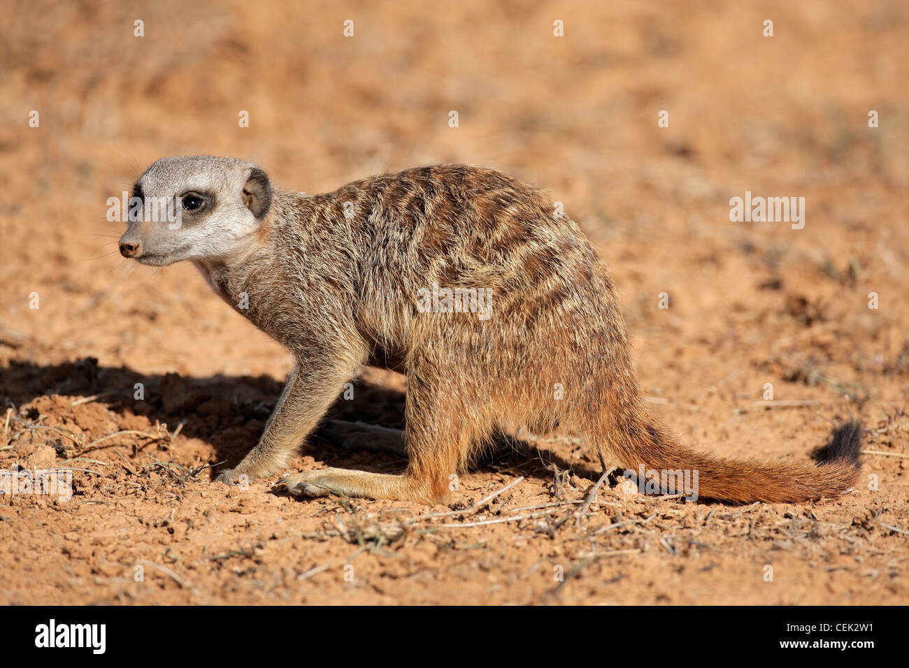 Meerkat (Suricata suricatta) foraging for food, South Africa Stock ...