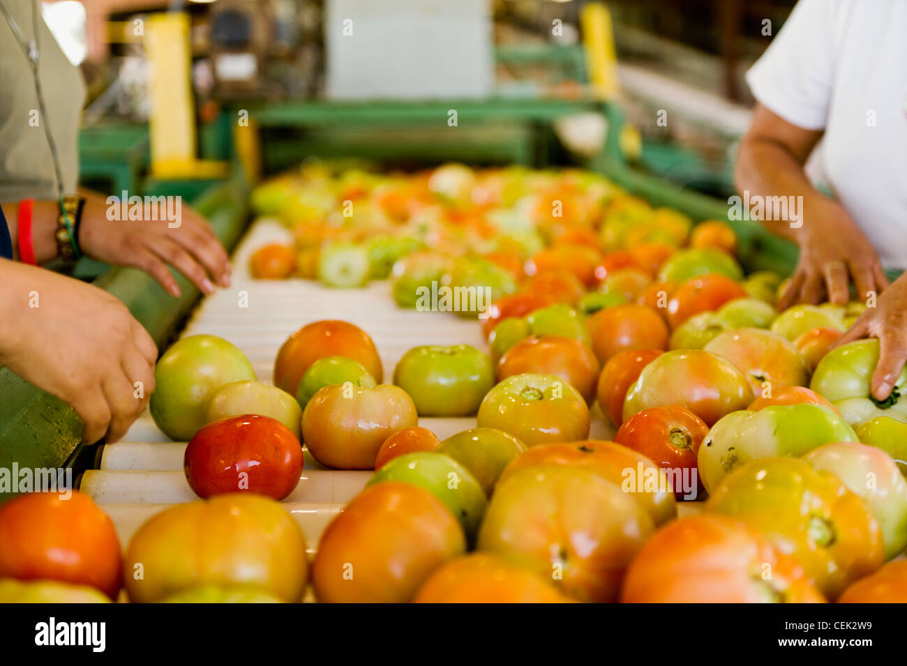 Workers at a packing plant sort fresh market tomatoes by color, quality ...