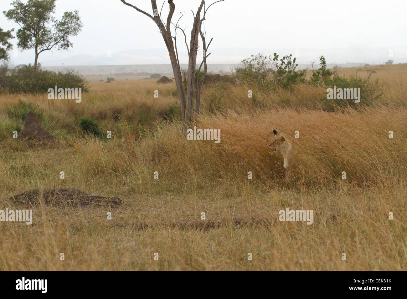 African Lioness in Masai Mara National Park, Kenya, Africa Stock Photo ...