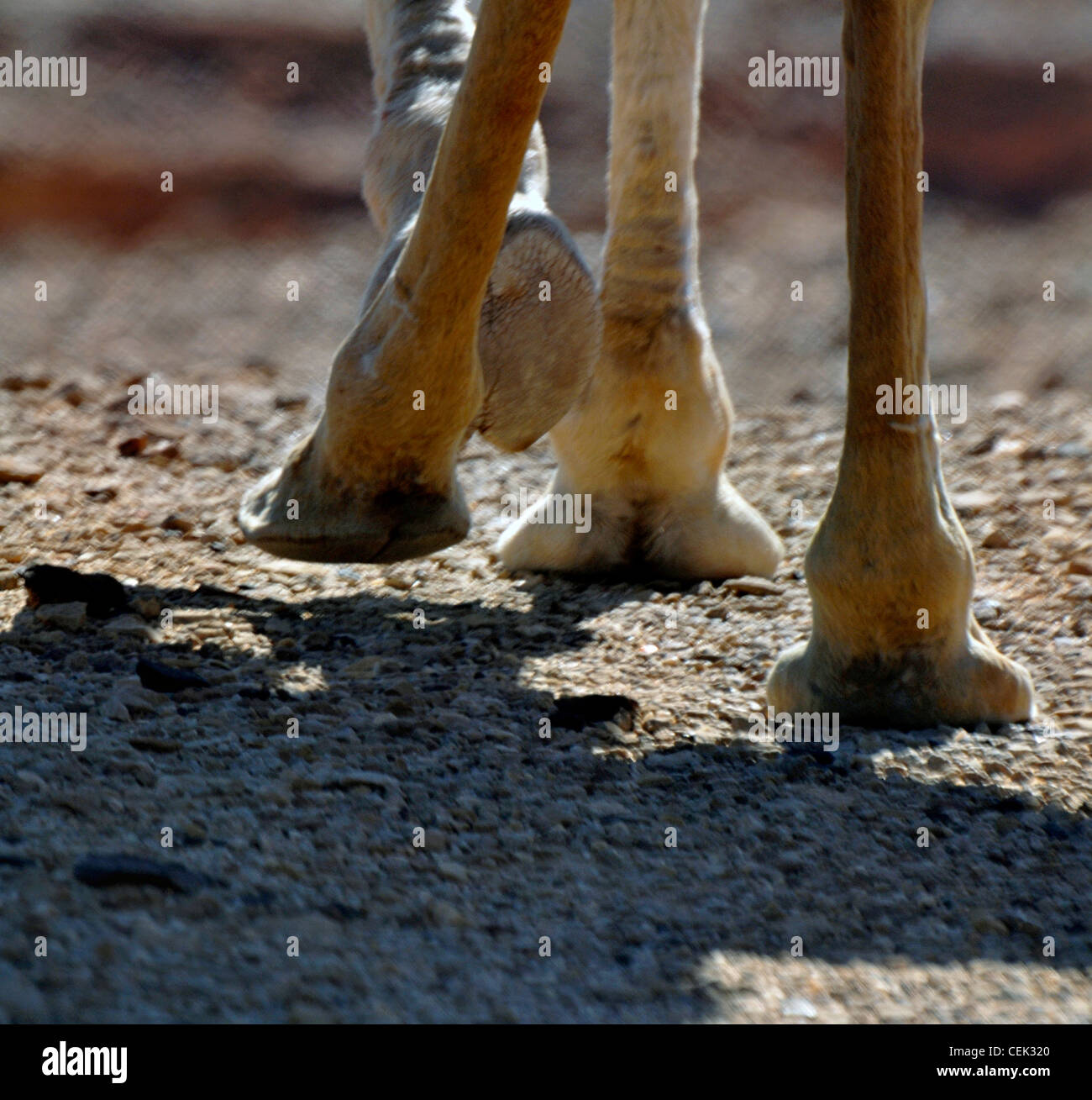 Camel leg legs hi-res stock photography and images - Alamy