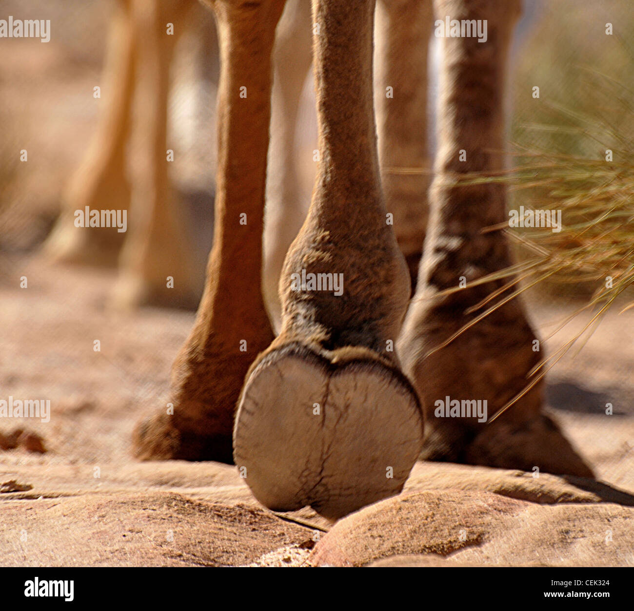 Camel foot hi-res stock photography and images - Alamy