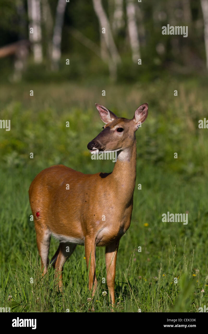 Doe deer hi-res stock photography and images - Alamy