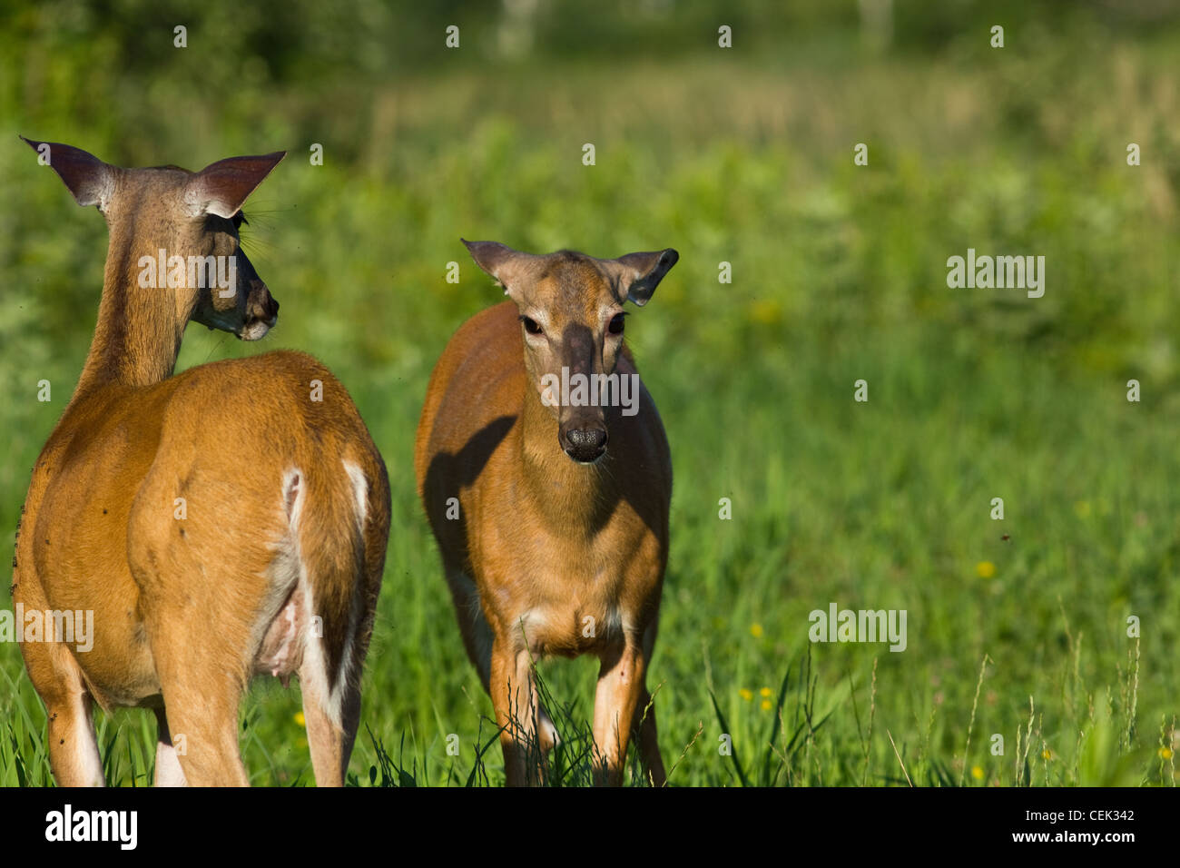 Whitetail Ears Back High Resolution Stock Photography and Images - Alamy