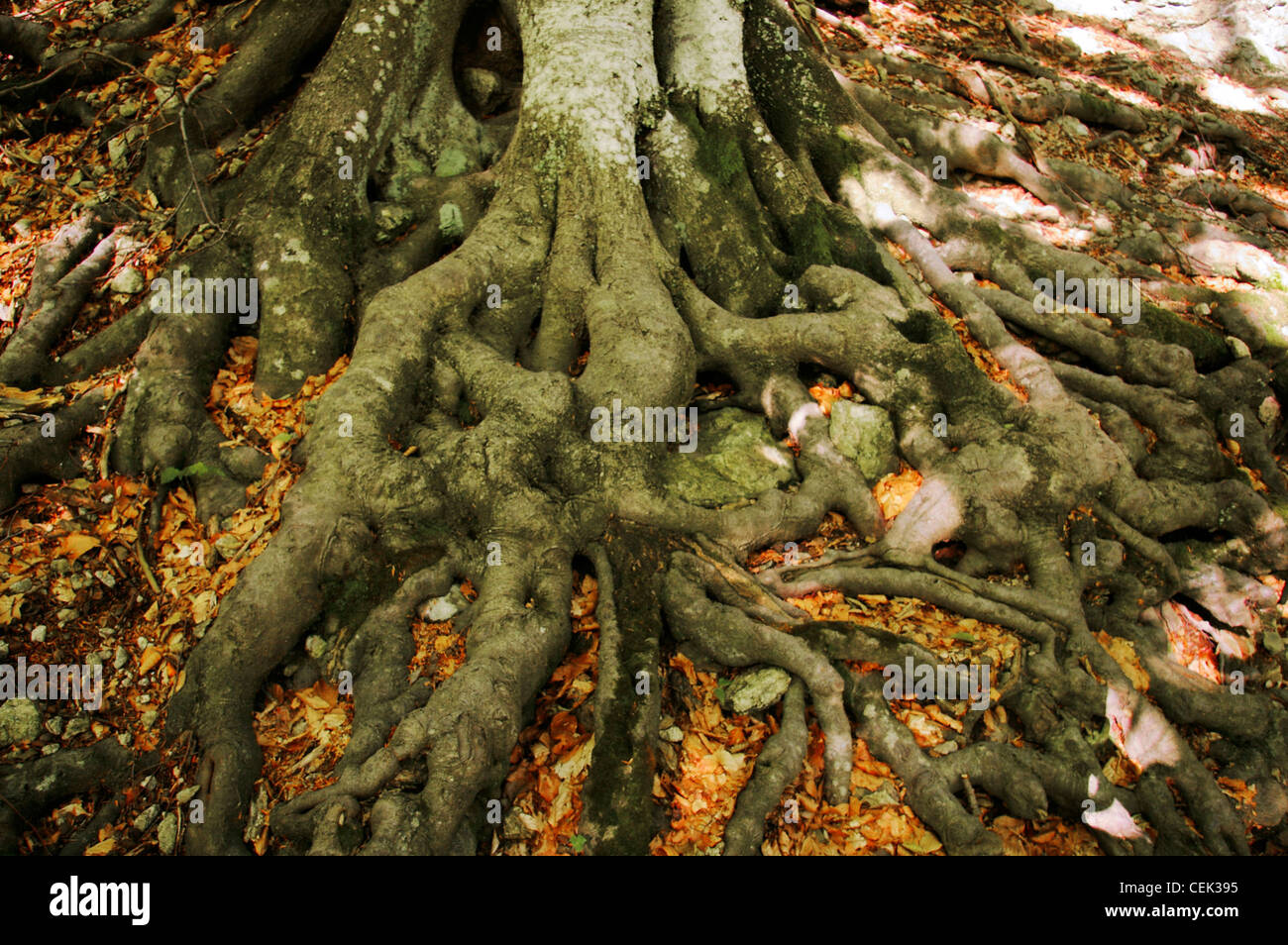 Strong Tree Roots High Resolution Stock Photography and Images - Alamy