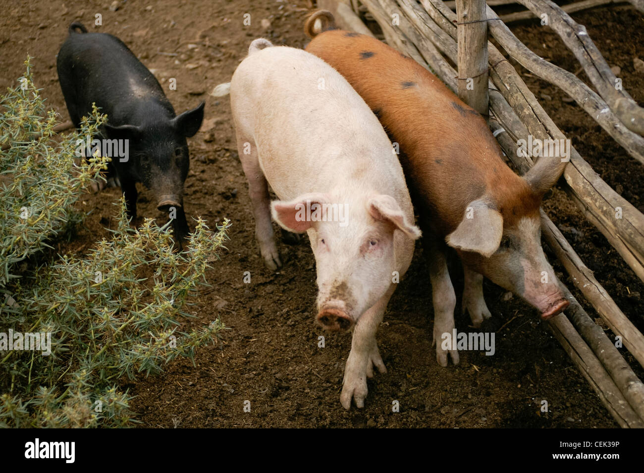Three pigs in different colors walking together on a farm Stock Photo ...