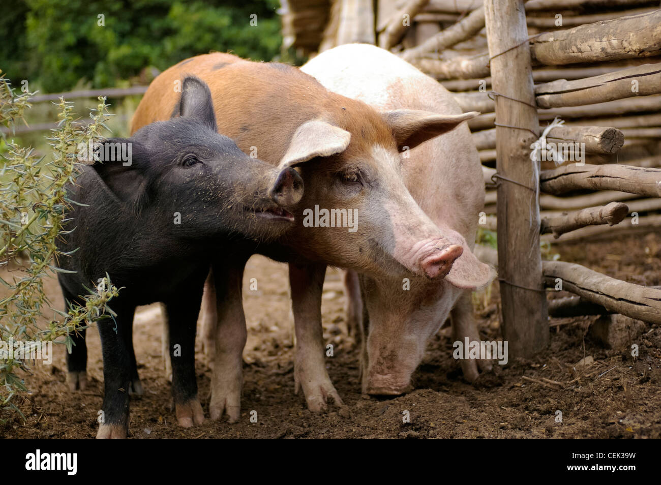 Three pigs in different colors walking together on a farm Stock Photo ...