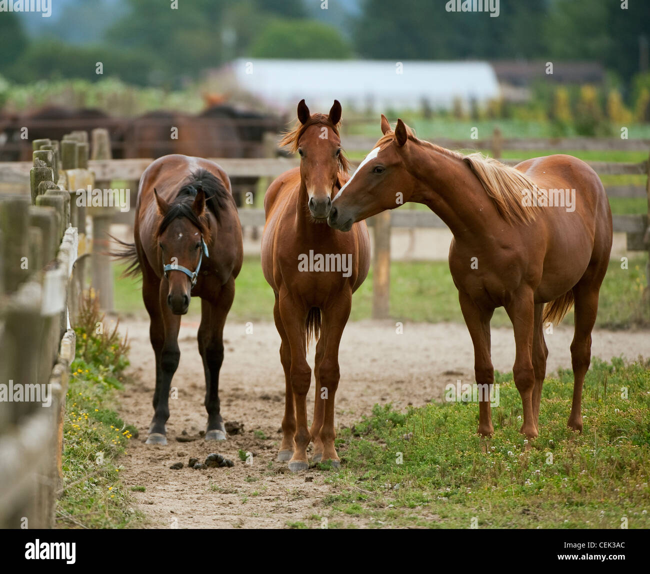 Horses in corral hi-res stock photography and images - Alamy