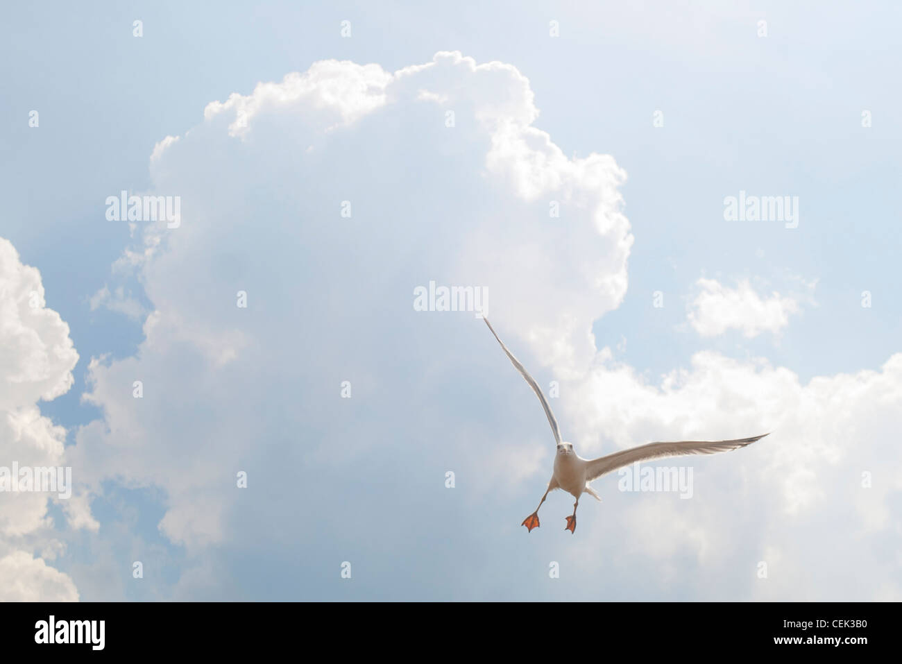 A seagull flying freely in the heavenly sky Stock Photo - Alamy