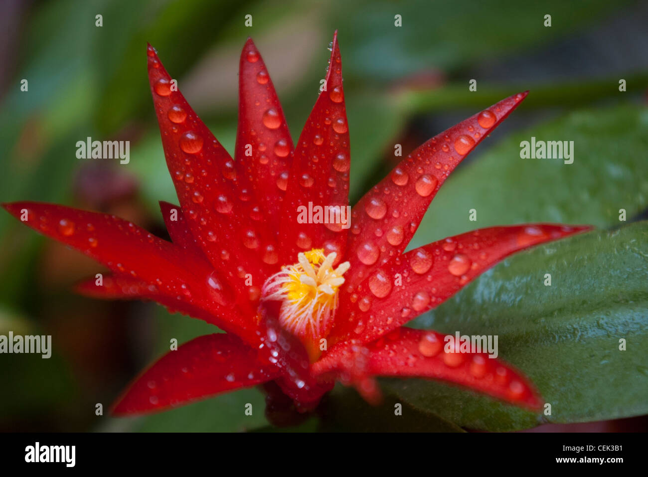 Red colored cactus hi-res stock photography and images - Alamy