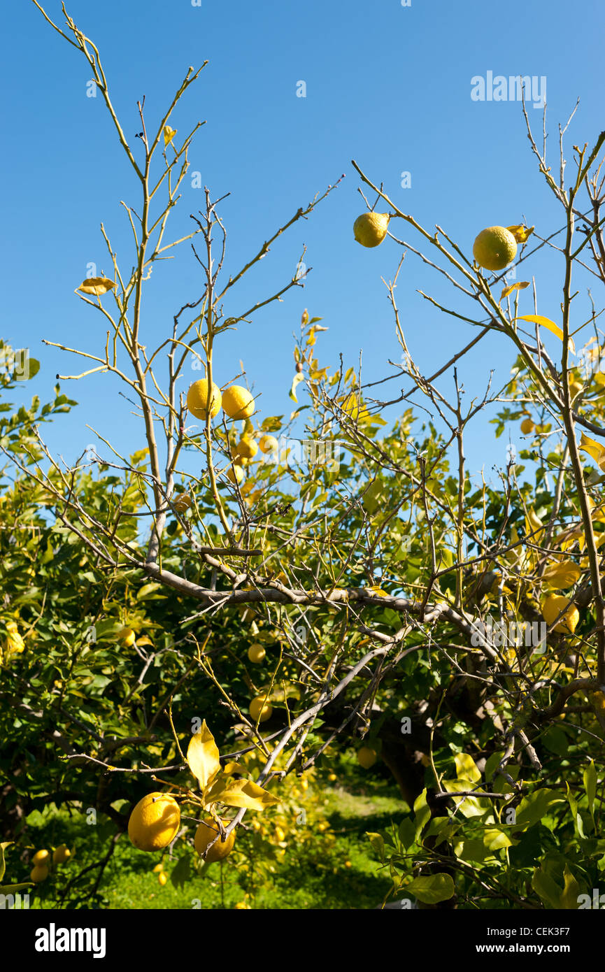 Frost damage in a lemon plantation, dead branches with some ripe but ...