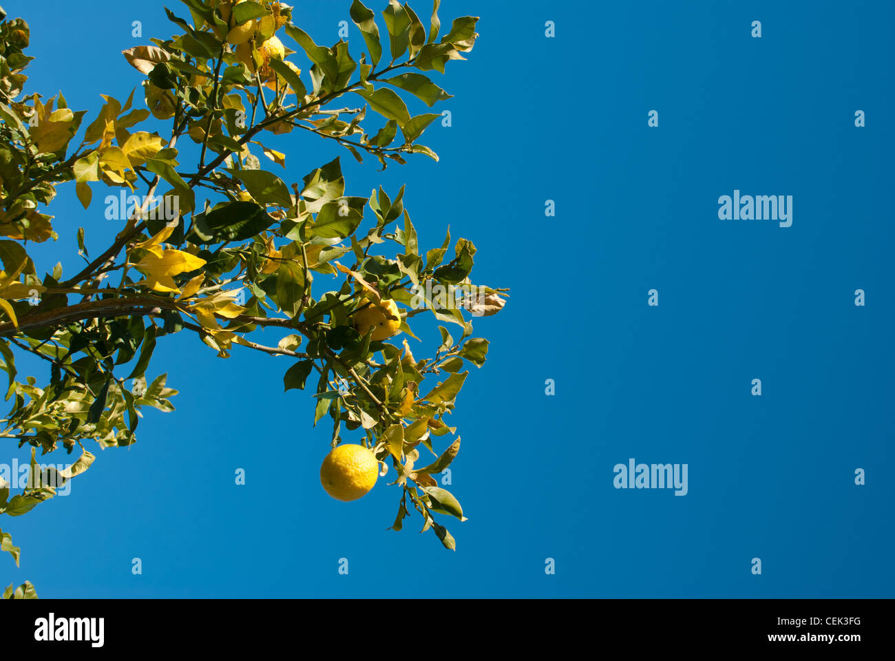 Freezing damage of citrus hi-res stock photography and images - Alamy