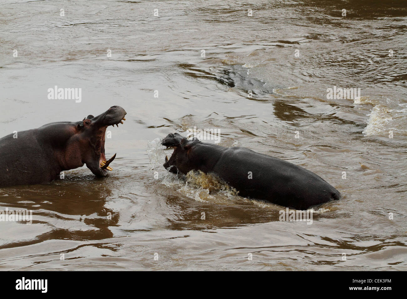 Hippos fighting in Masai Mara National Park, Kenya Stock Photo - Alamy
