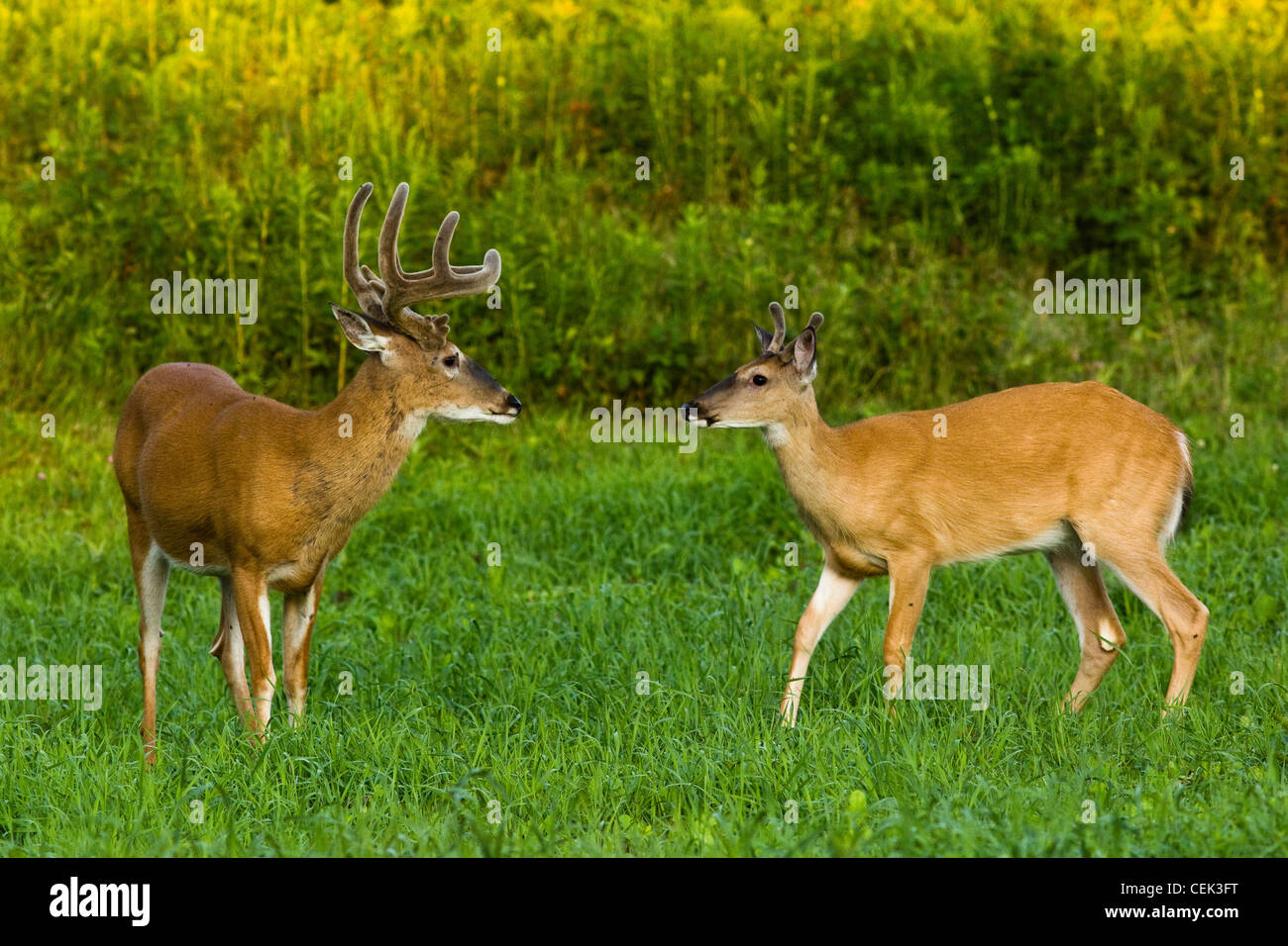 Velvet big bucks hi-res stock photography and images - Alamy