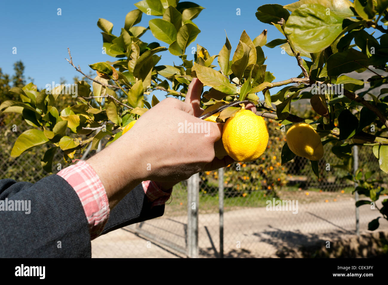 Lemon harvest worker cutting ripe fruit off the tree Stock Photo - Alamy