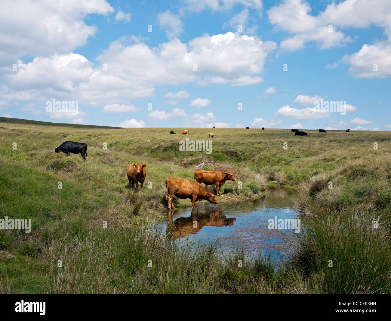 Cattle drinking water hi-res stock photography and images - Alamy