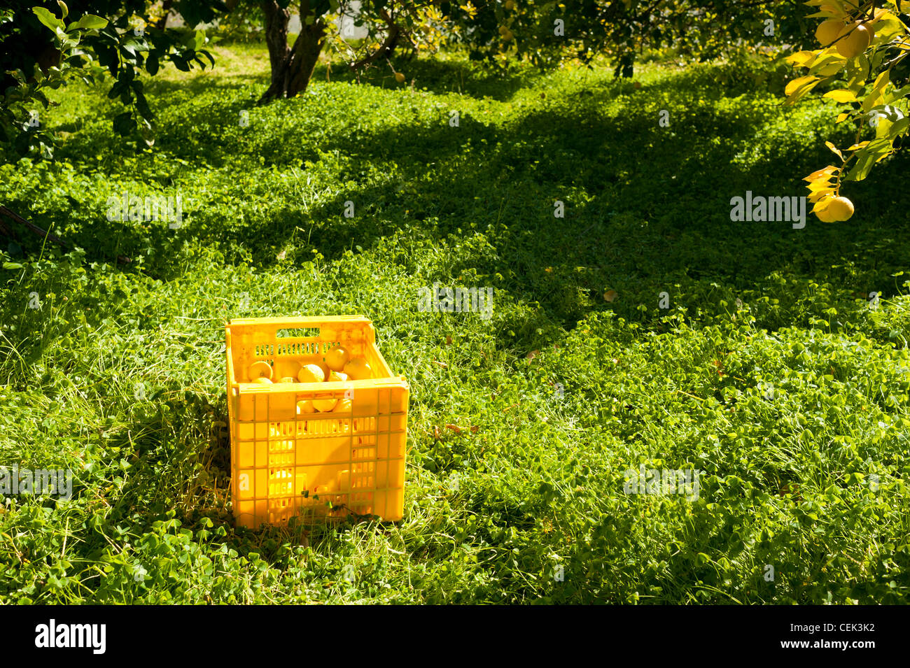 A crate with freshly picked lemons Stock Photo - Alamy
