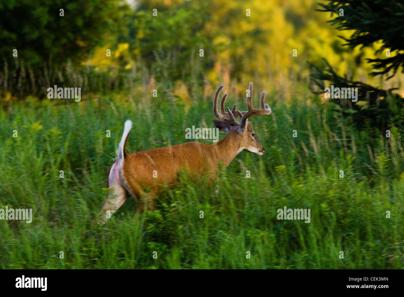 White-tailed buck running away Stock Photo - Alamy
