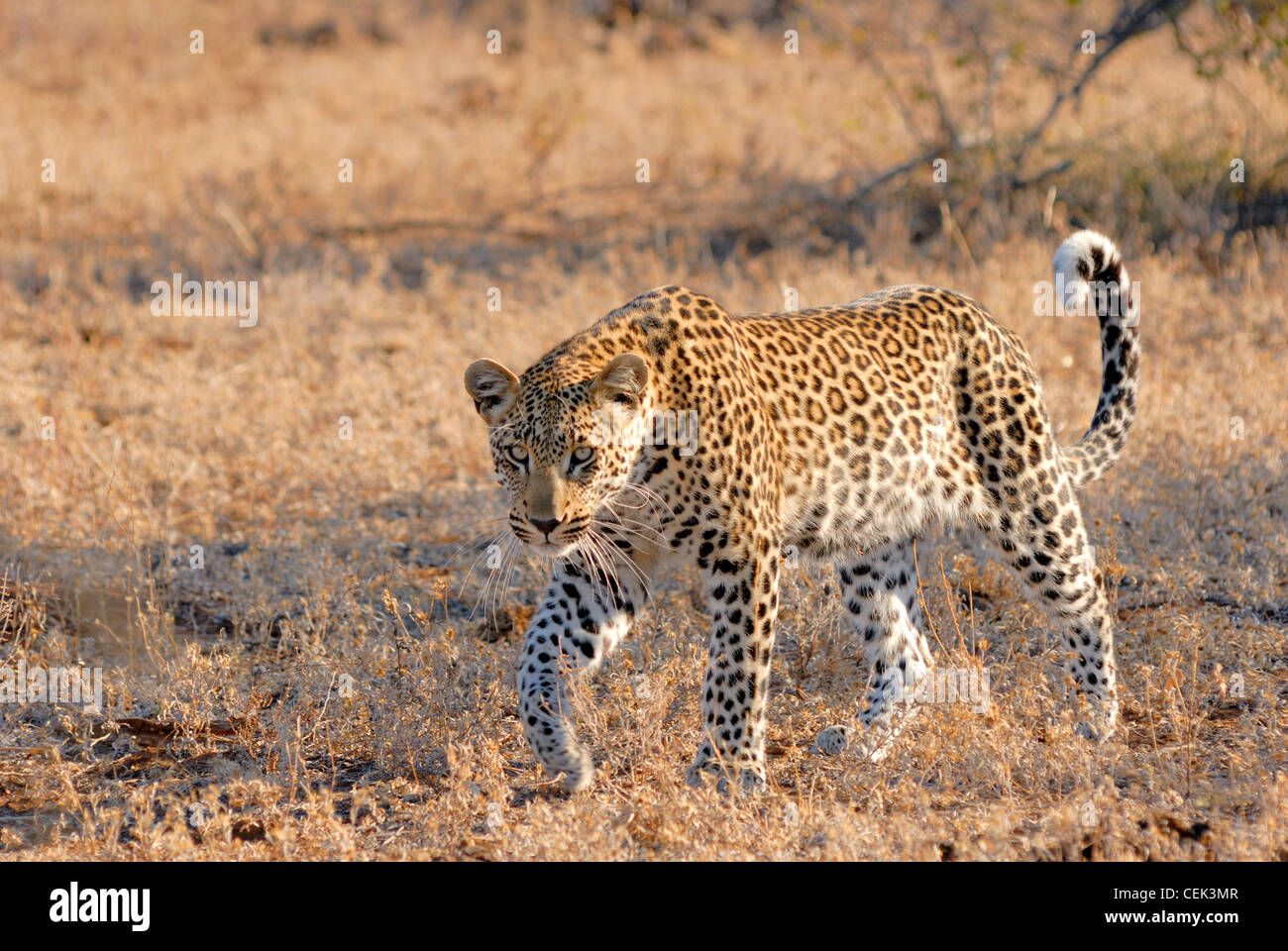 African tours hi-res stock photography and images - Alamy