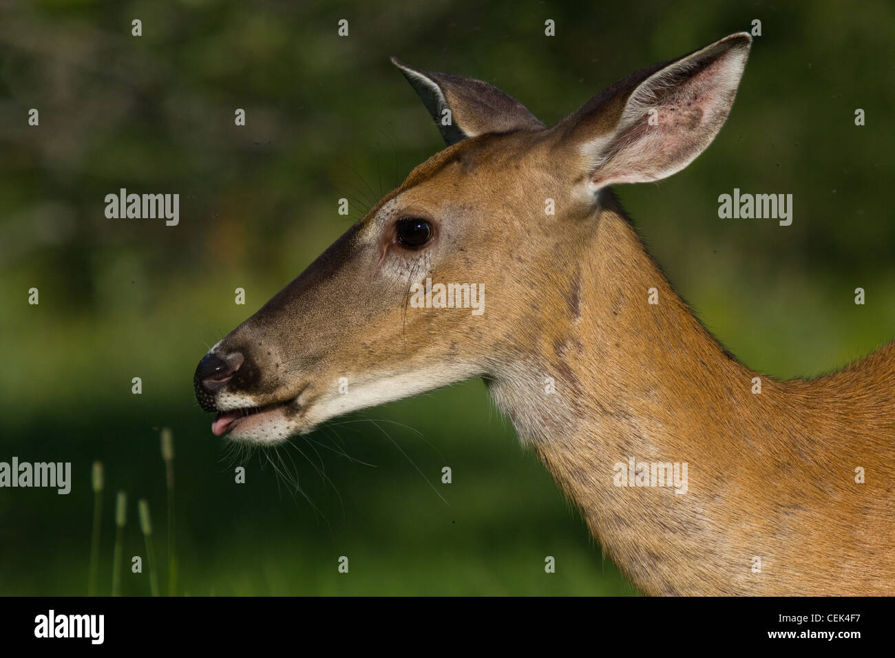 Whitetail doe side view hi-res stock photography and images - Alamy