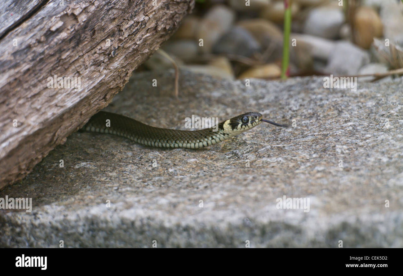 Ringelnatter, Natrix natrix, grass snake Stock Photo - Alamy
