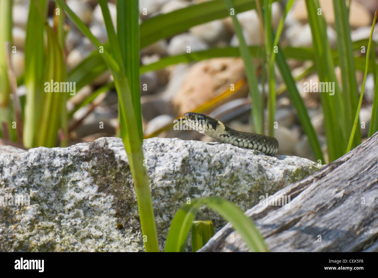 Ringelnatter, Natrix natrix, grass snake Stock Photo - Alamy