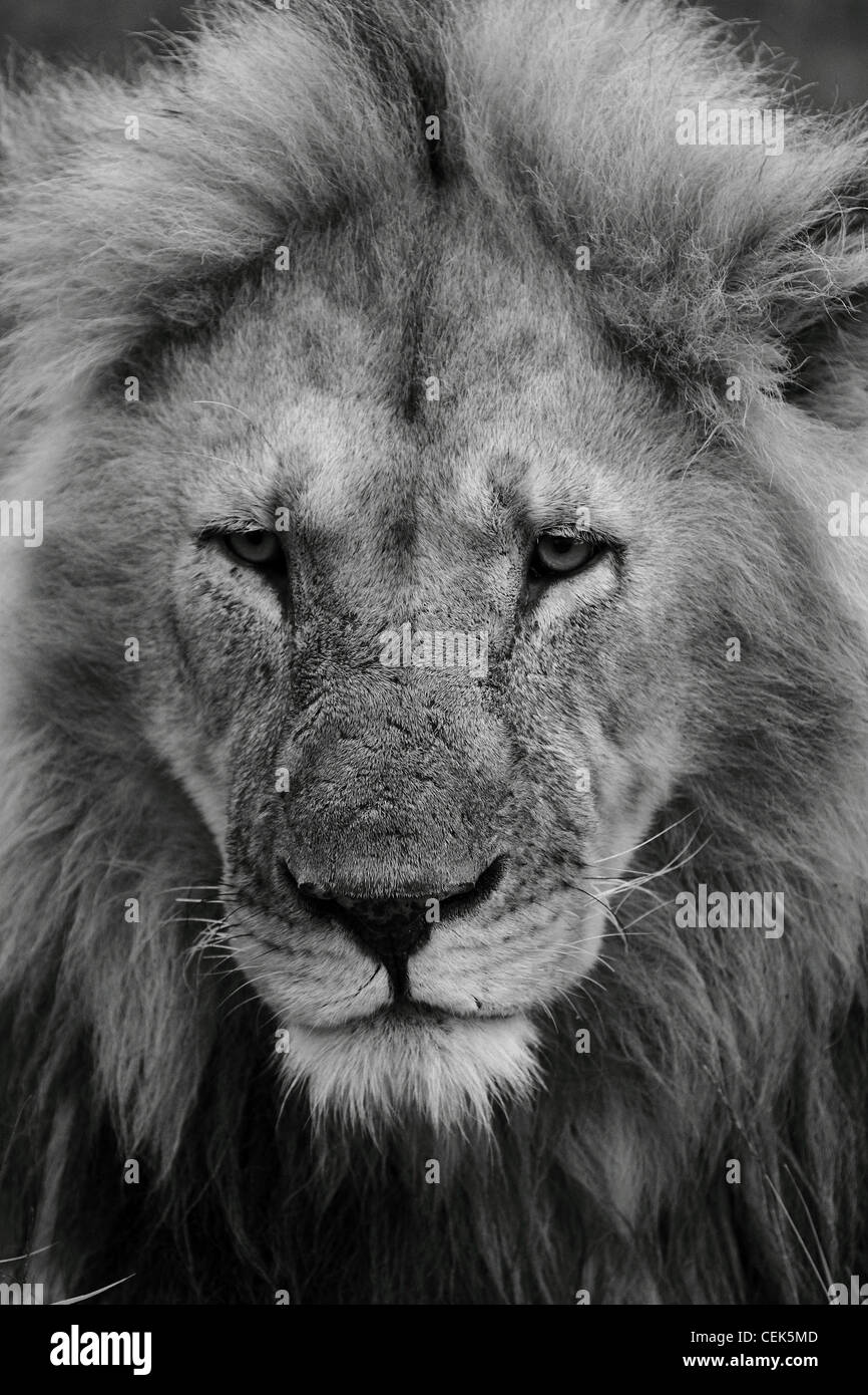 Male African Lion in Masai Mara, Kenya Stock Photo - Alamy