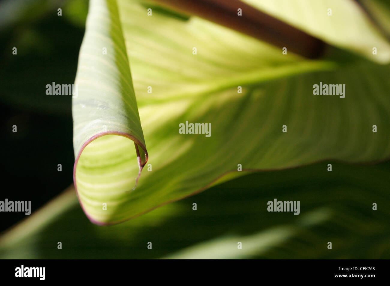 Leaf curled hi-res stock photography and images - Alamy