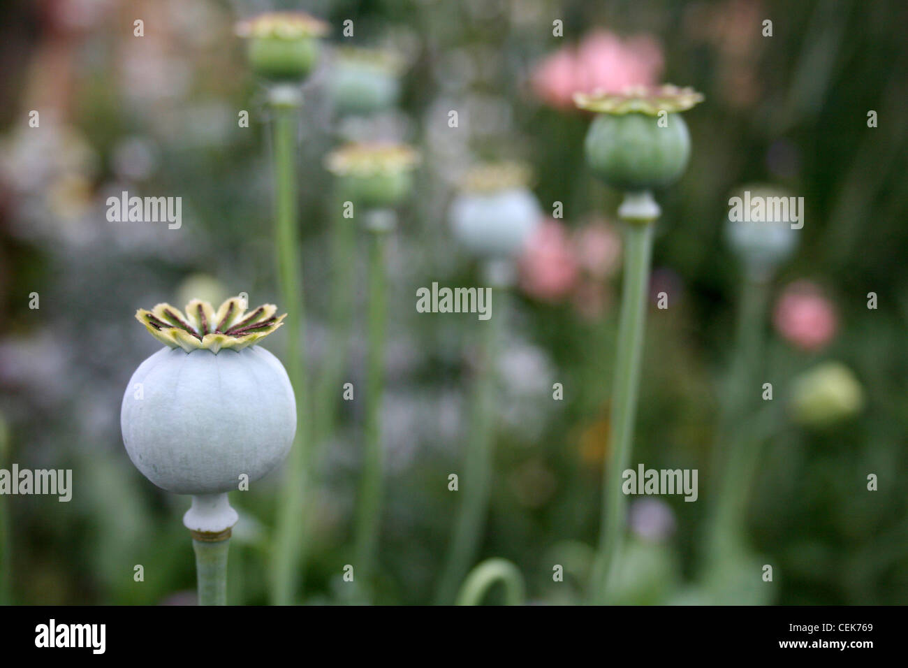 Poppy seed heads hi-res stock photography and images - Alamy