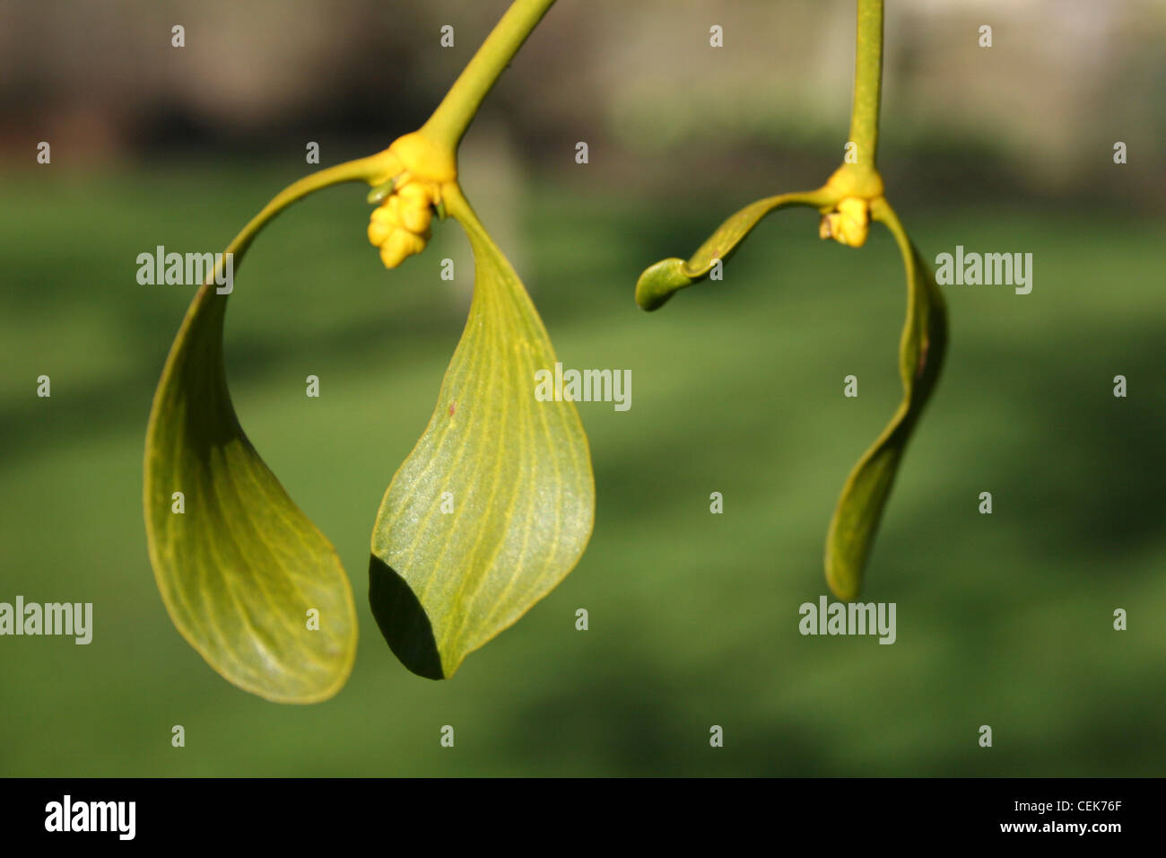 Close up of mistletoe Stock Photo - Alamy