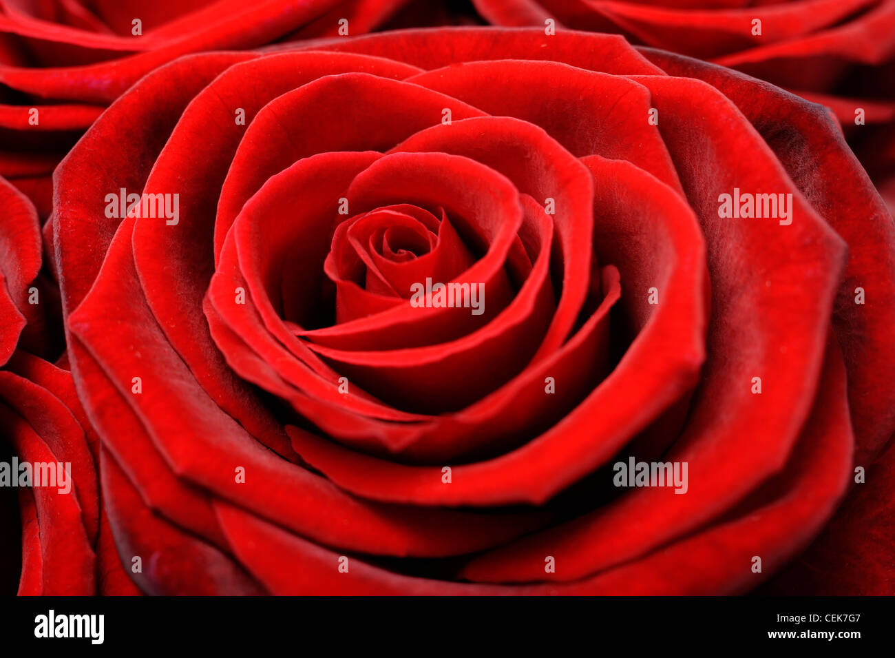 Close up image of a red rose Stock Photo - Alamy