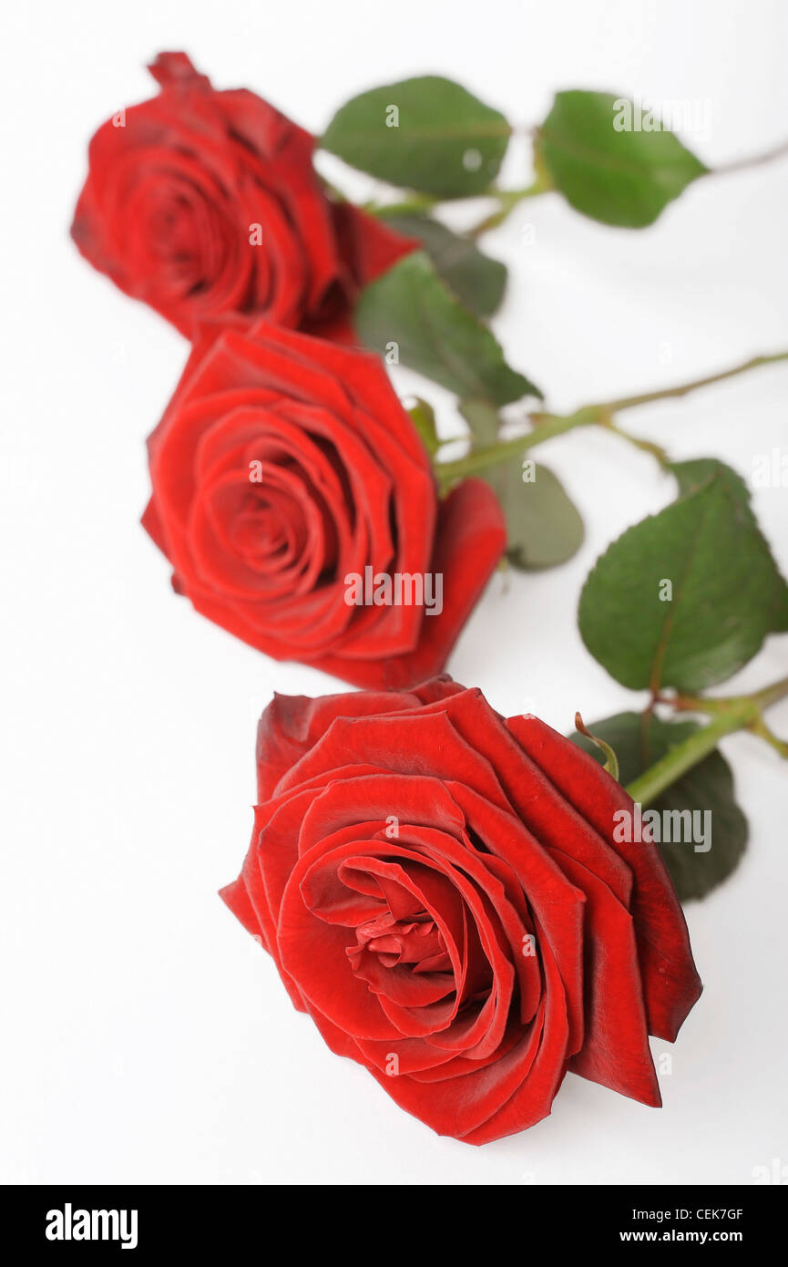 Three red roses hi-res stock photography and images - Alamy