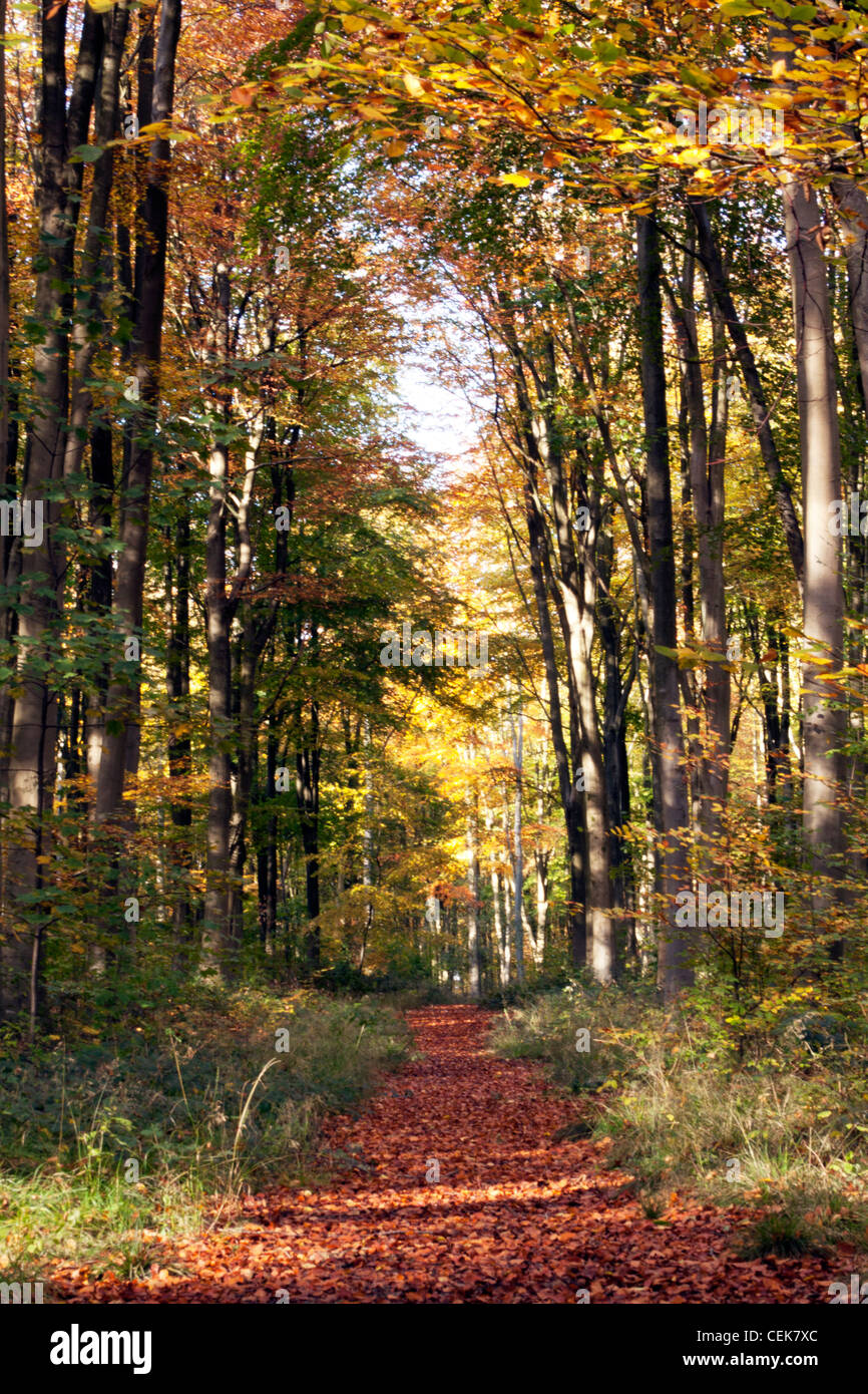 Forest path with beech trees hi-res stock photography and images - Alamy