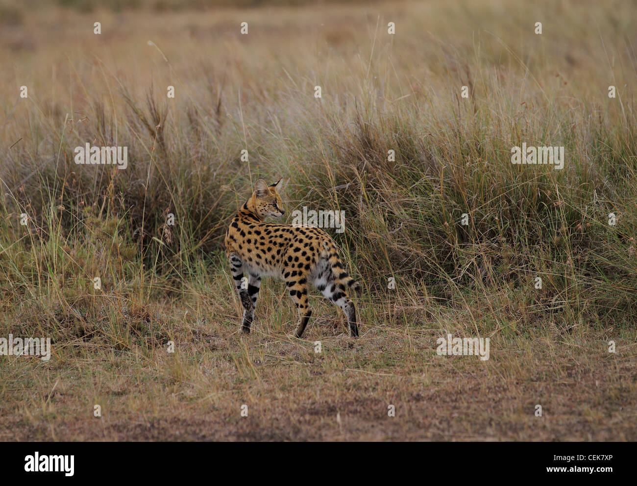 Serval Cat in Masai Mara National Park, Kenya Stock Photo - Alamy