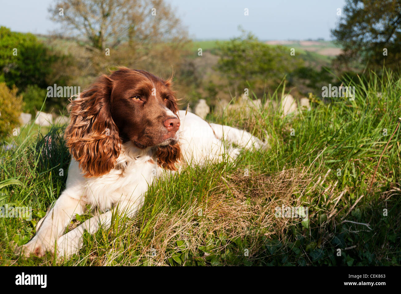 A Springer Spaniel laying down on a grass bank in the sun Stock Photo ...