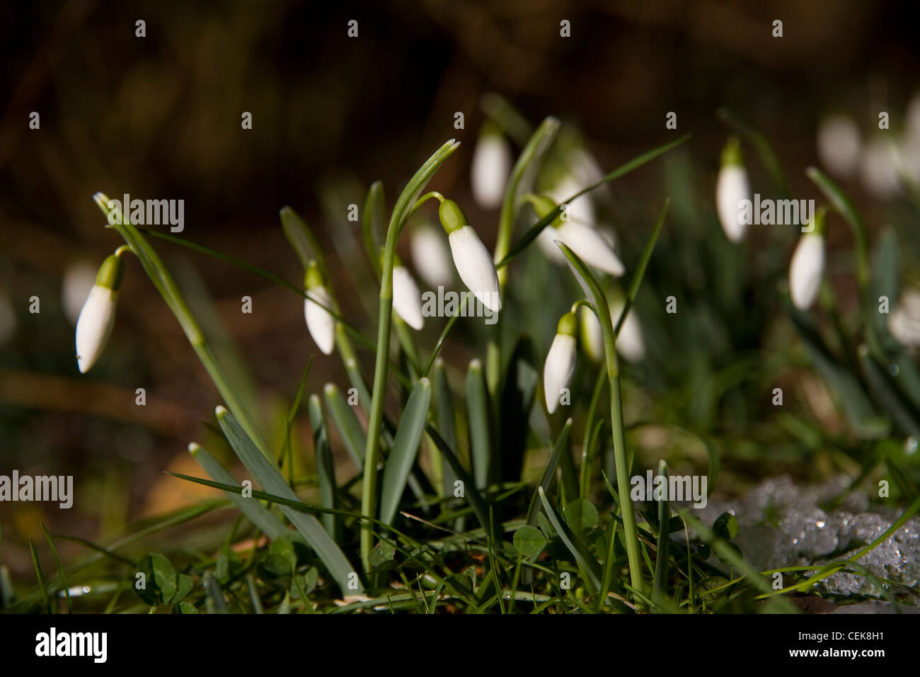 Unopened snowdrop (galanthus) buds in frosty grass Stock Photo - Alamy