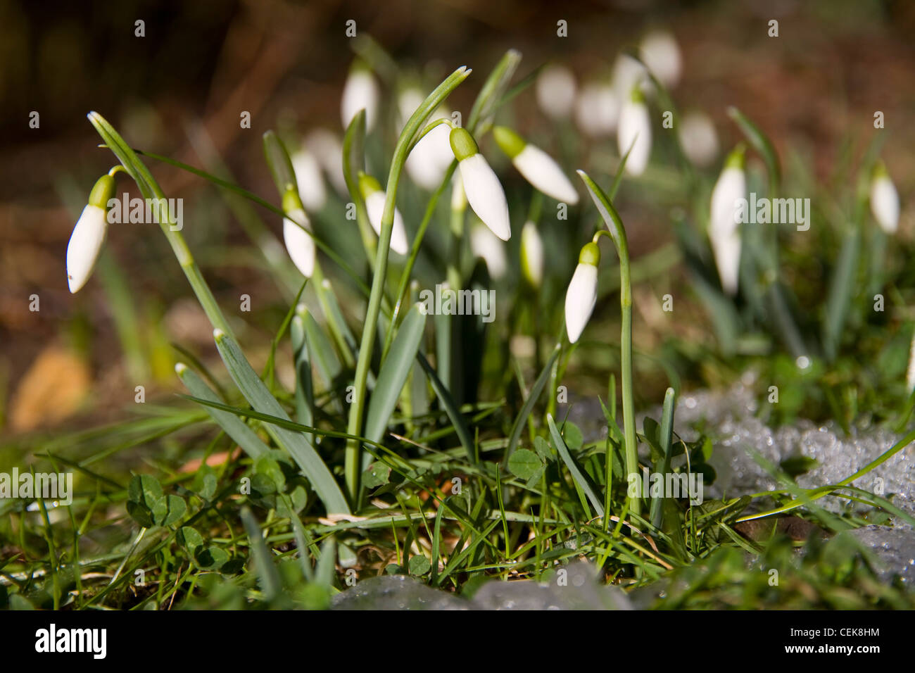 Unopened snowdrop (galanthus) buds in frosty grass Stock Photo - Alamy