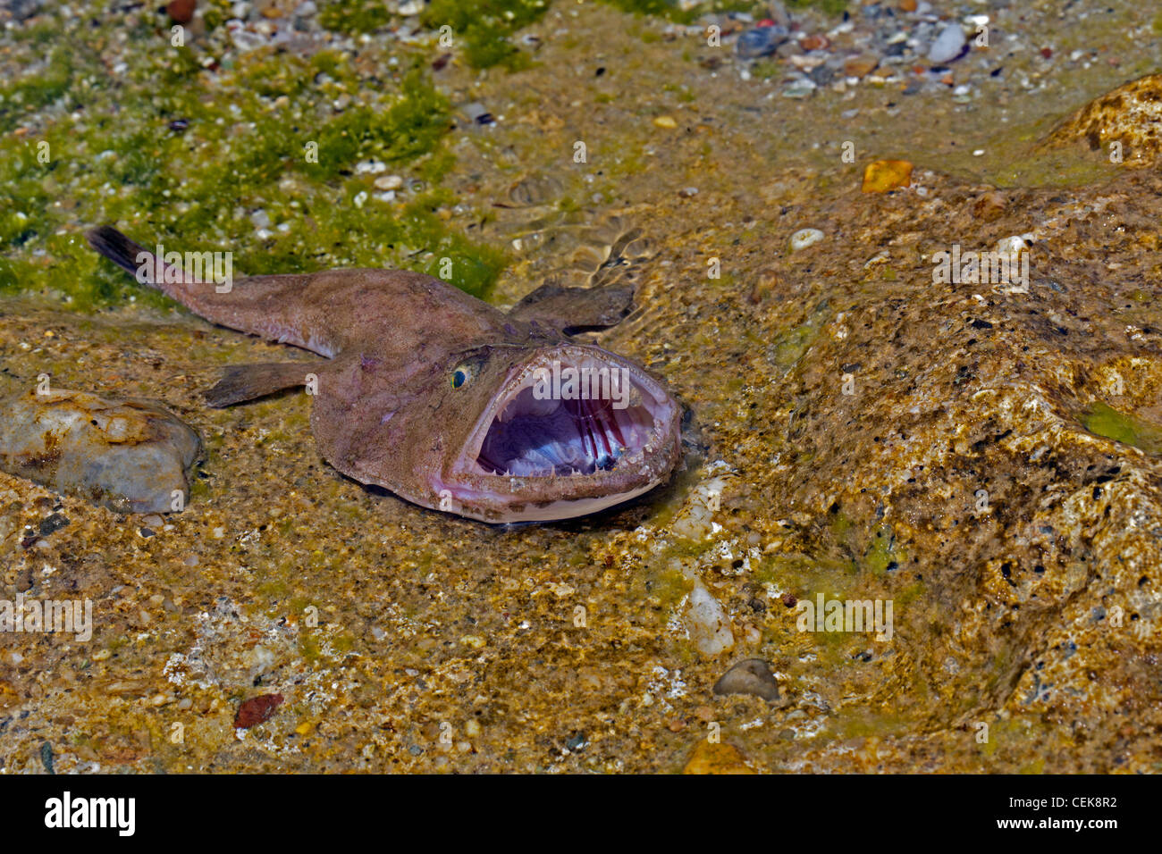 Lophius Piscatorius High Resolution Stock Photography and Images - Alamy