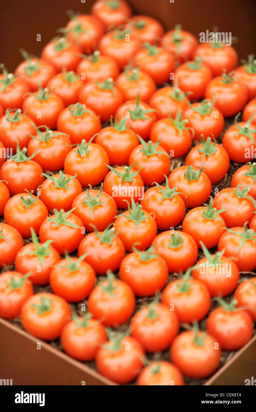 Chelsea Flower Show, Royal Horticultural Society, London, Still life ...