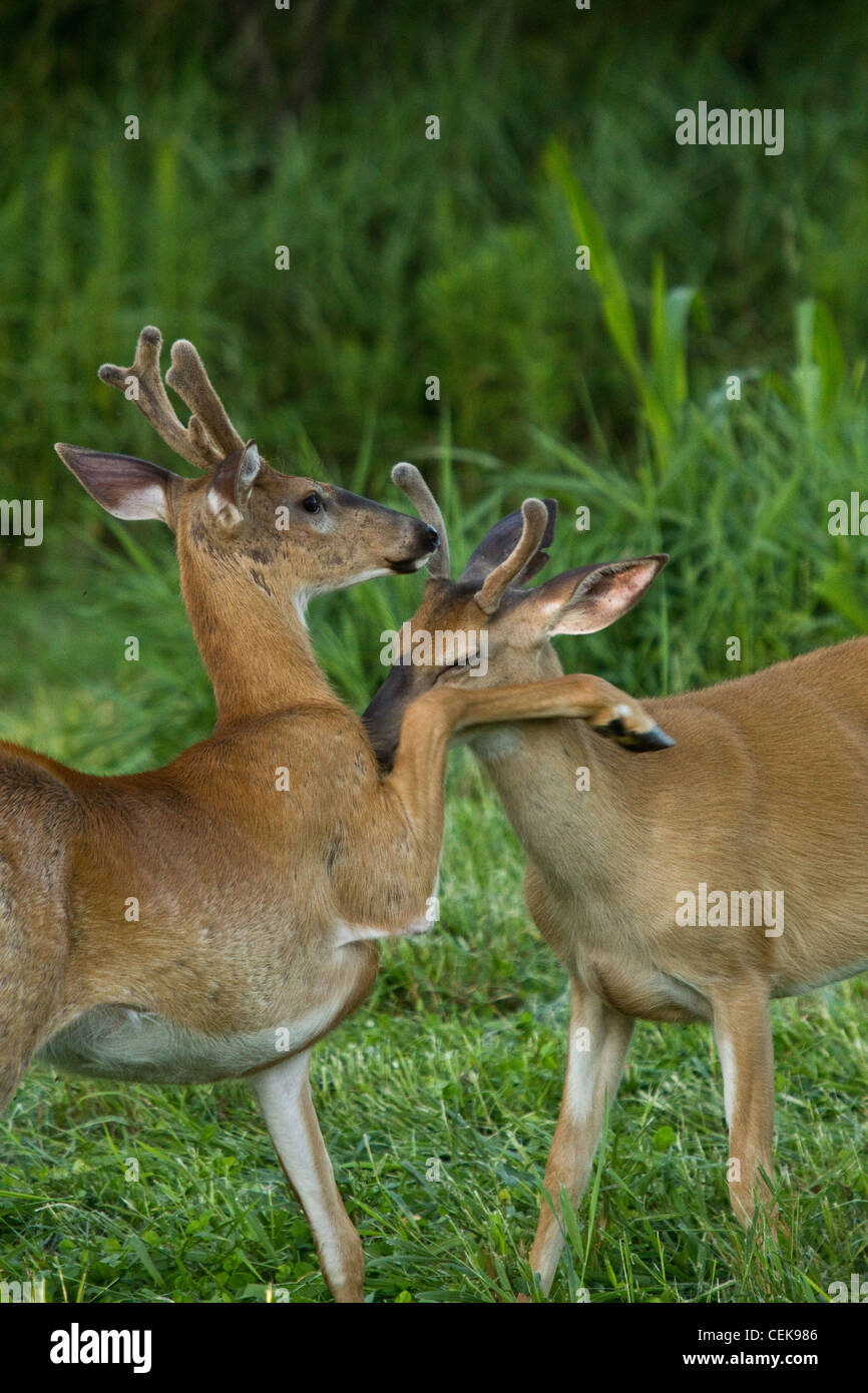 White-tailed bucks with antlers in velvet Stock Photo - Alamy