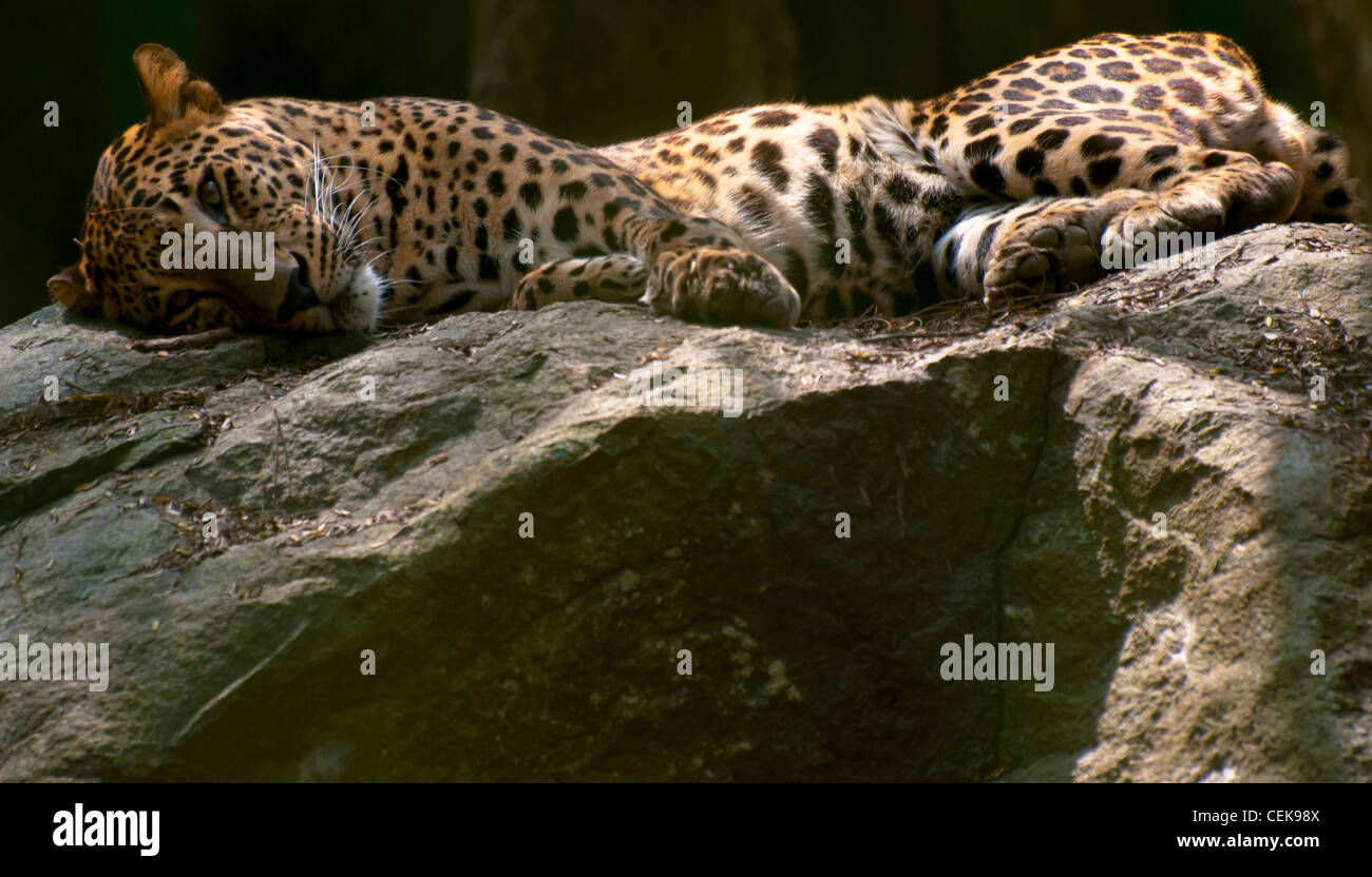 Cat napping - a leopard lazing on a rock Stock Photo - Alamy