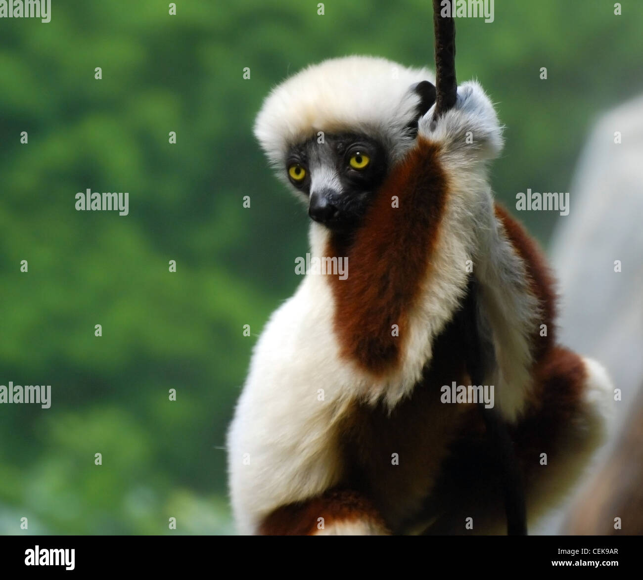 Sifaka madagascar rock hi-res stock photography and images - Alamy