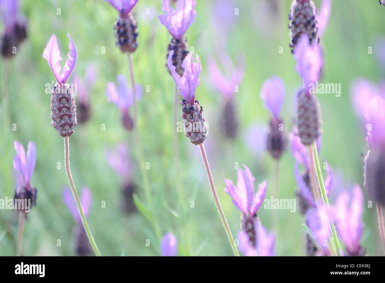 Close up image of purple butterfly lavender flowers (Lavandula stoechas ...