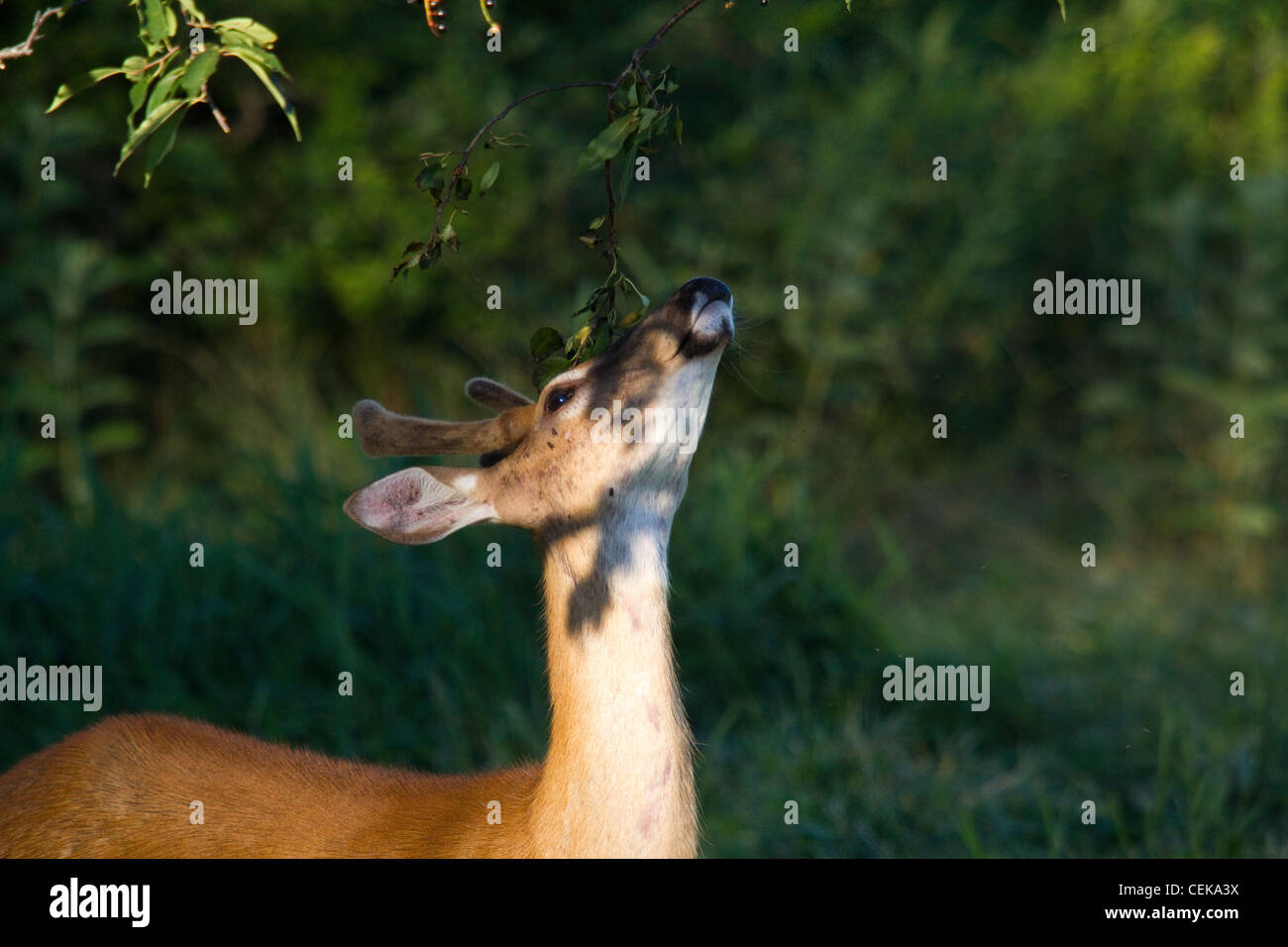 Animal Instinct Examples