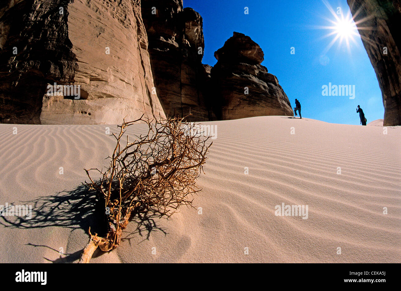 Desert flora and fauna, middle east Stock Photo - Alamy
