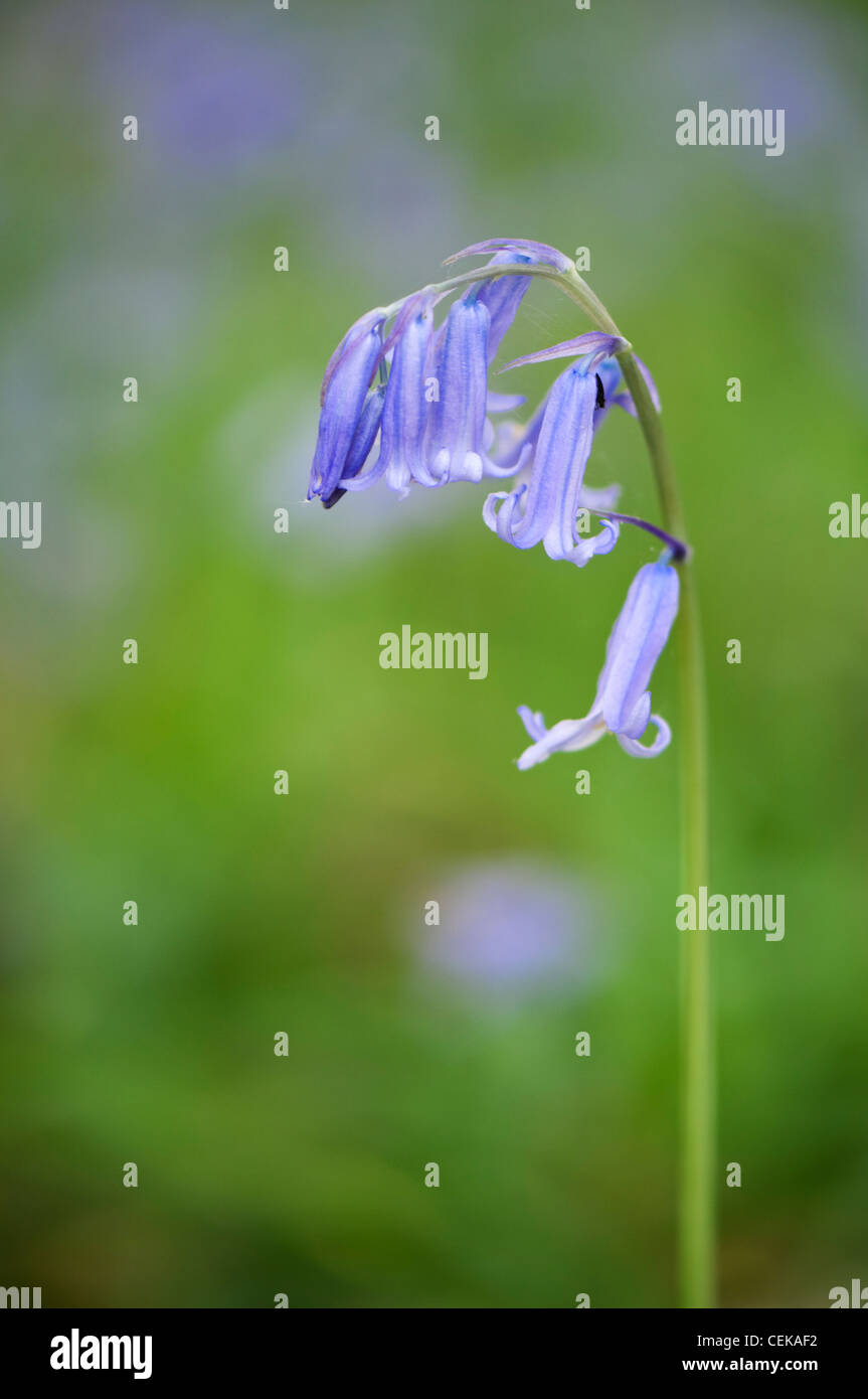 Image of bluebell flowers hi-res stock photography and images - Alamy