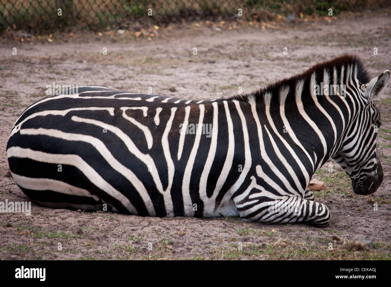 A lone Zebra at a safari park Stock Photo - Alamy